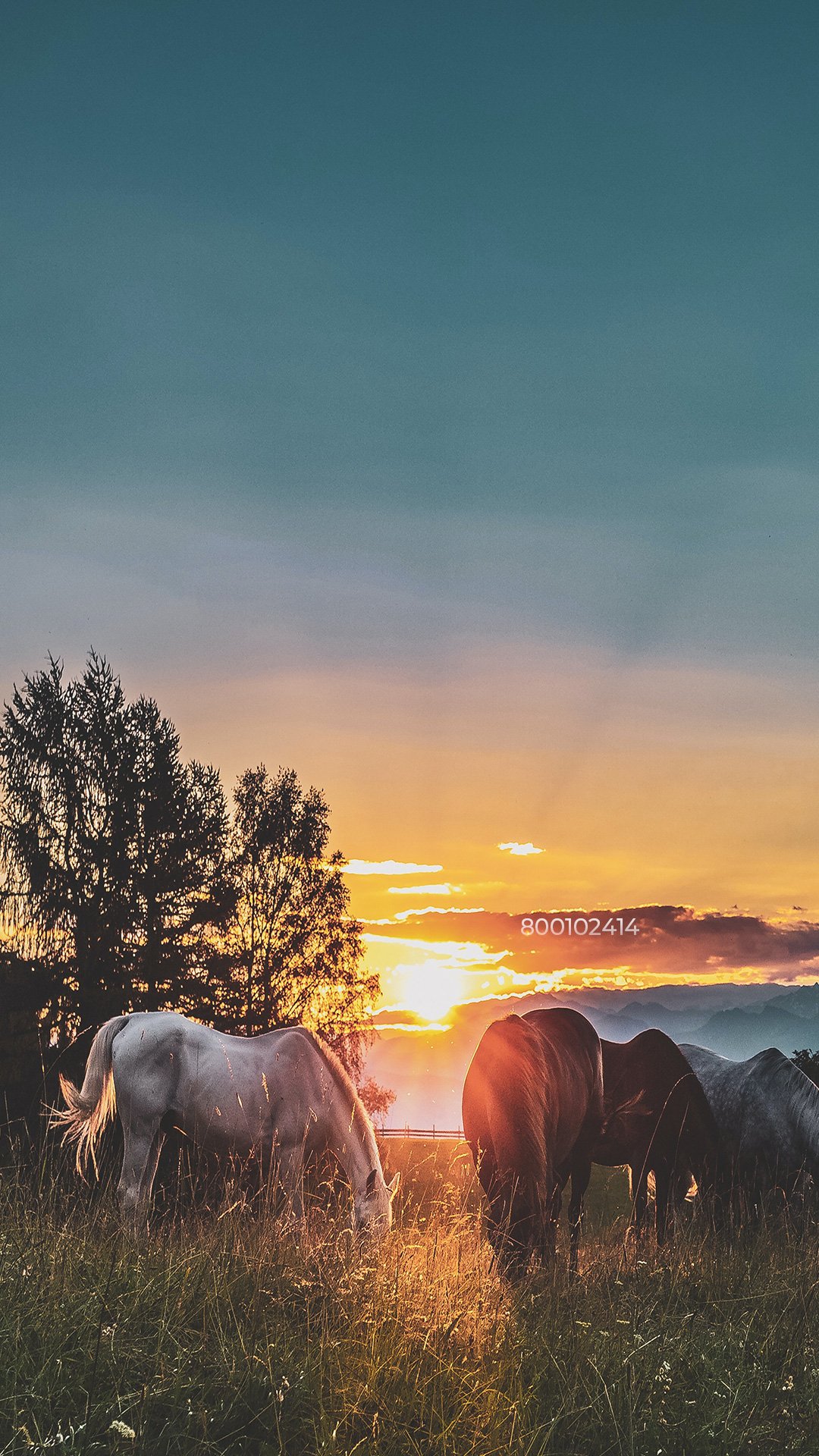 elsalvadordepantallas - BYBIO